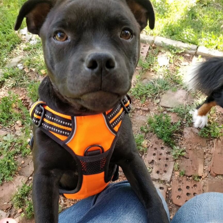 Шлейка Truelove