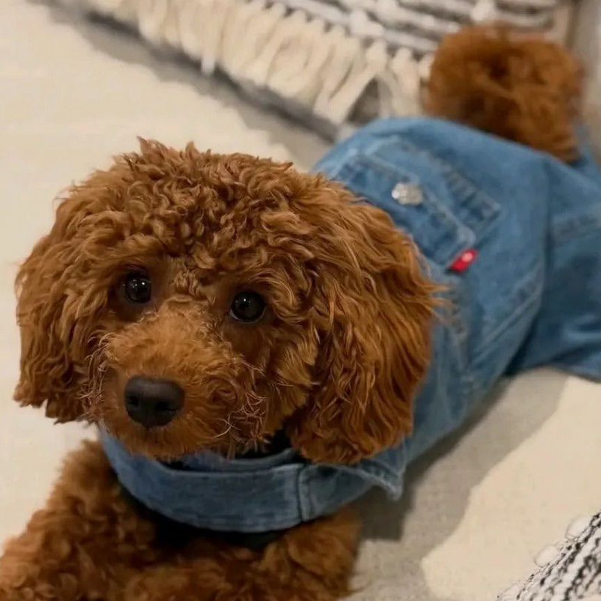 Той-пудель, щенок