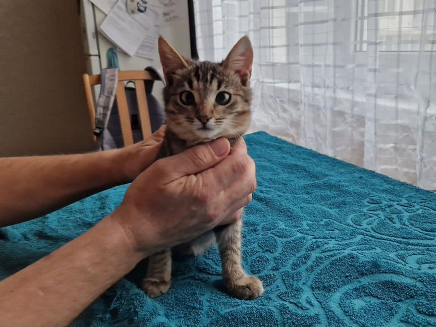 Котенок