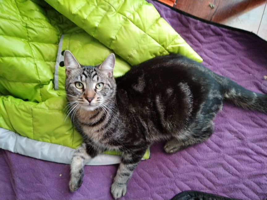 Котик мраморный