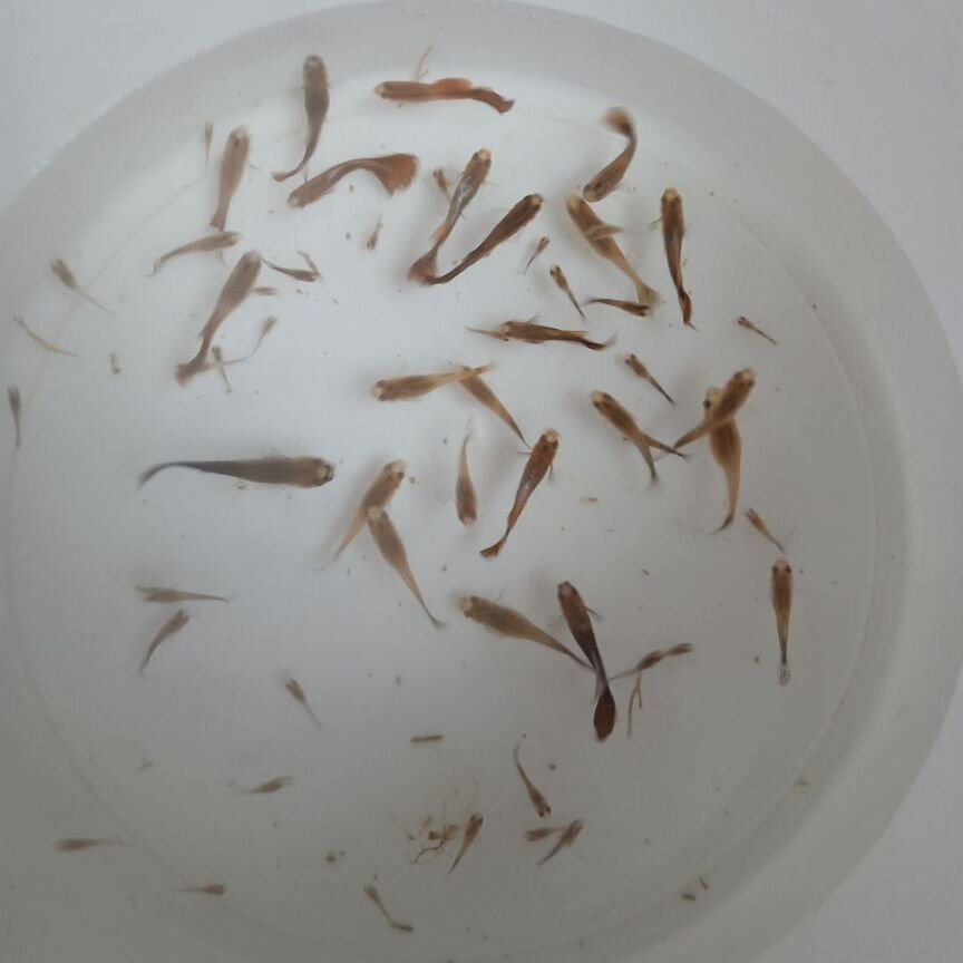 Мальки гуппи бронь до завтра