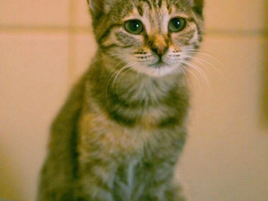 Маленькая кисонька Милли ищет дом