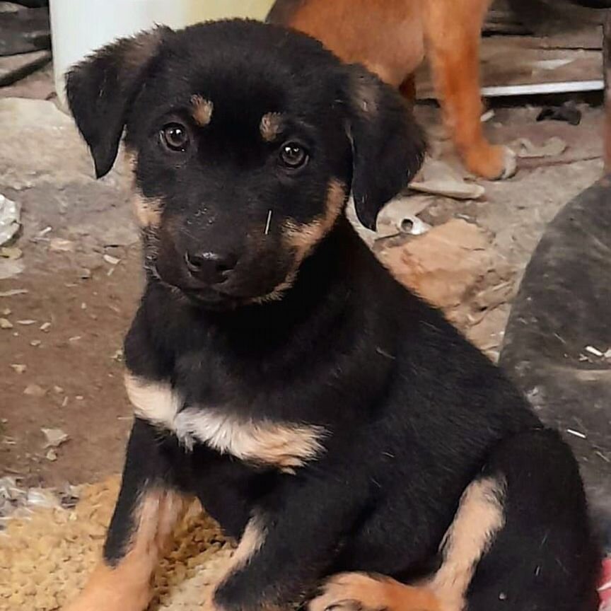 Смелая Афина щенок в добрые руки