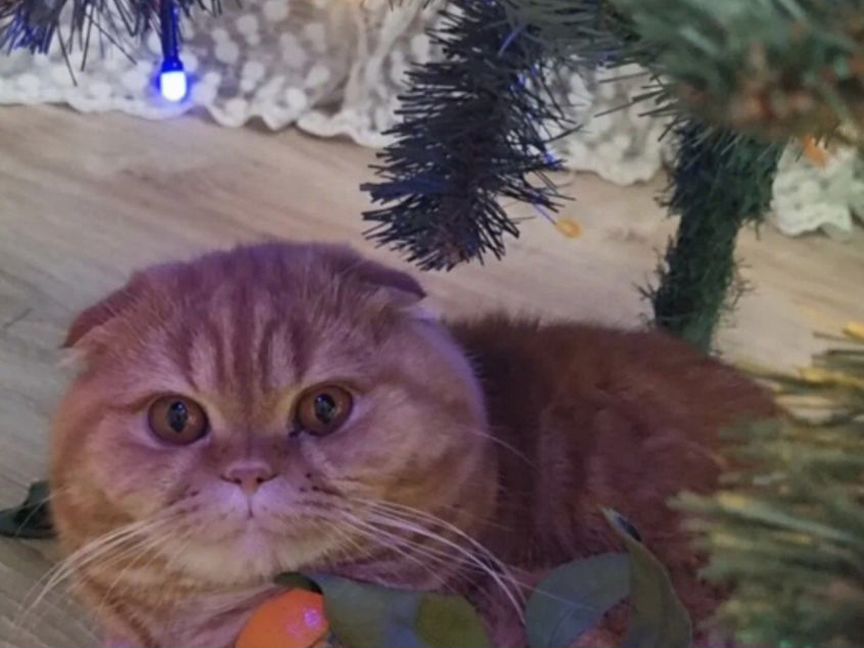 Продам кота скоттиш фолд