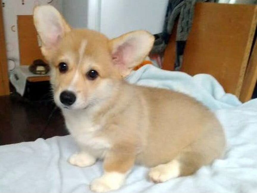 Вельш корги пемброк