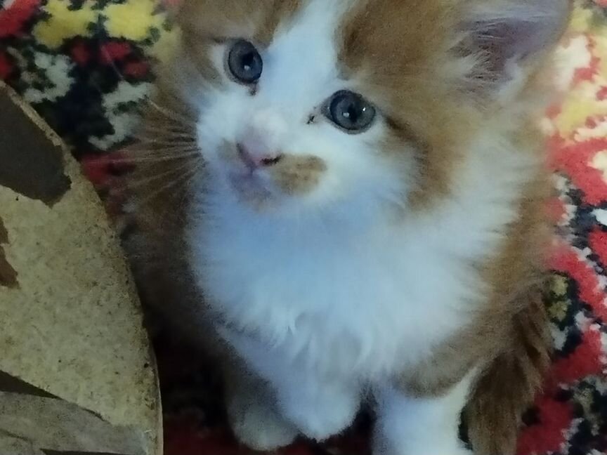 Котята мейн-кун