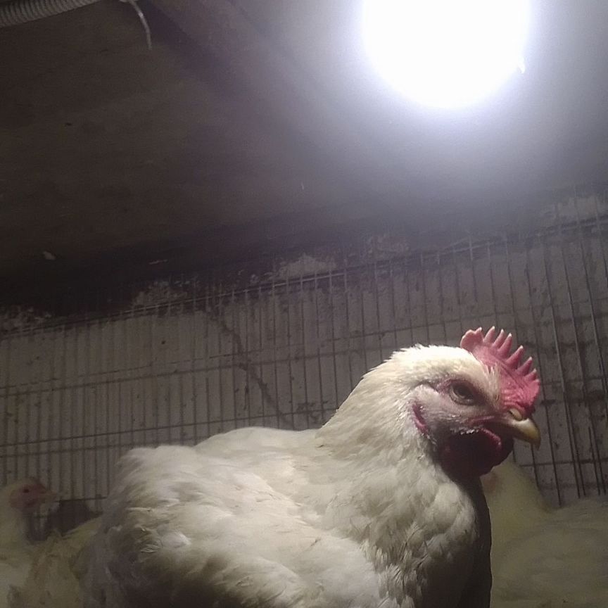 Куры бройлеры