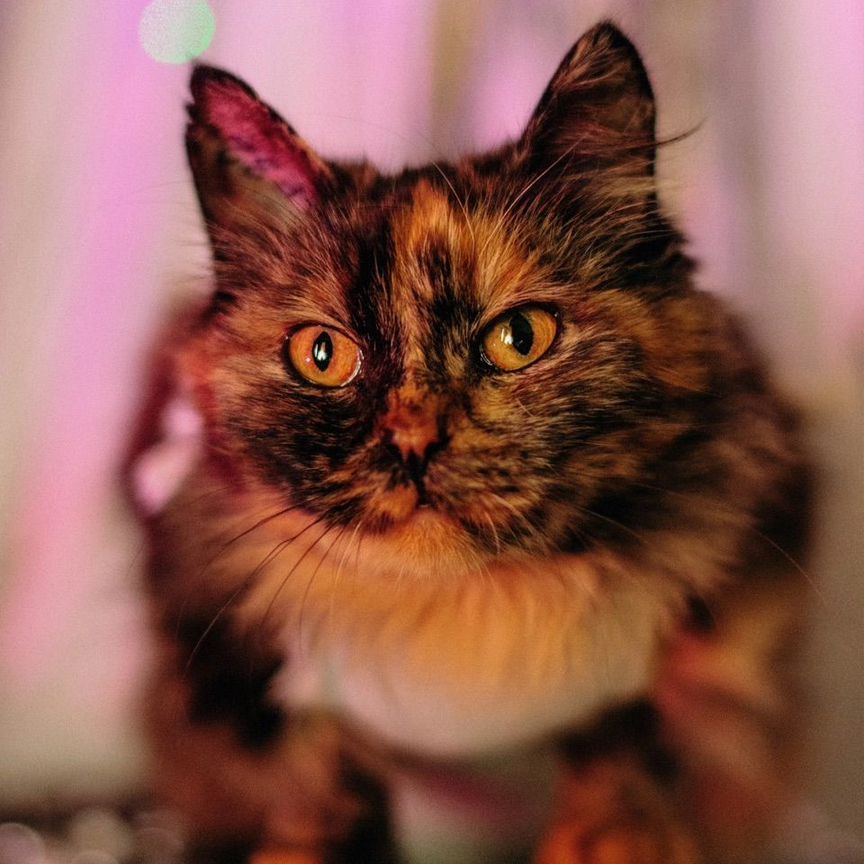 Через 5 дней выпустят на улицу