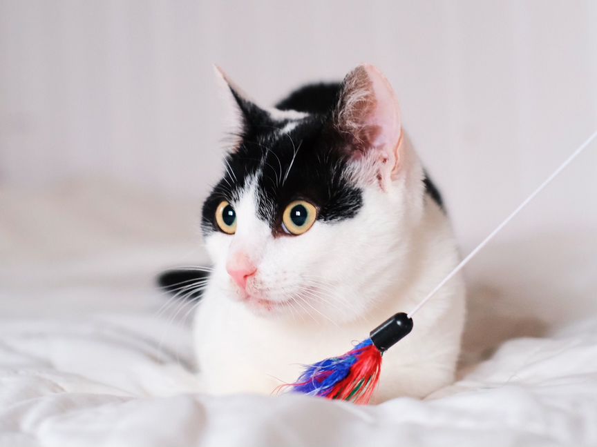 Ласковый умнейший глазастик котёнок 5 мес