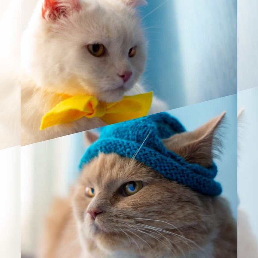 Взрослый кот в добрые руки