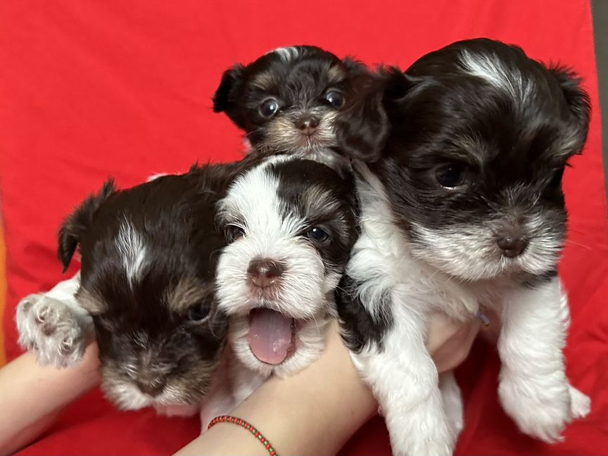 Щенки бивер йорка