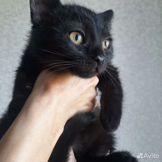 Кошка 1.5 мес в любящую семью