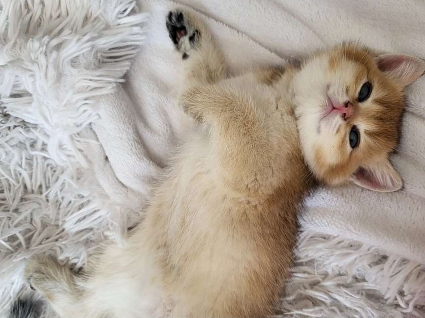 Британские котята