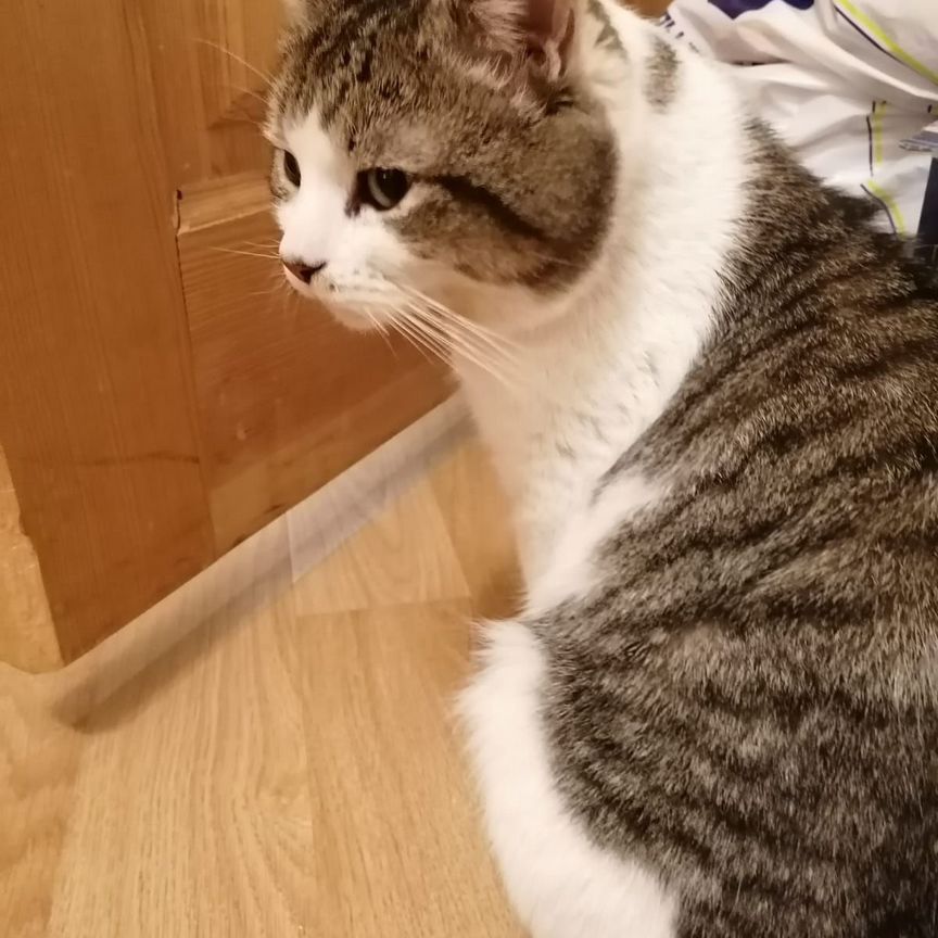 Кот с уютным характером