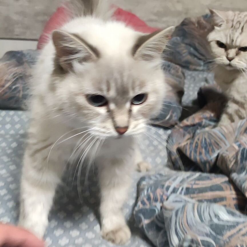 Отдам двух кошек