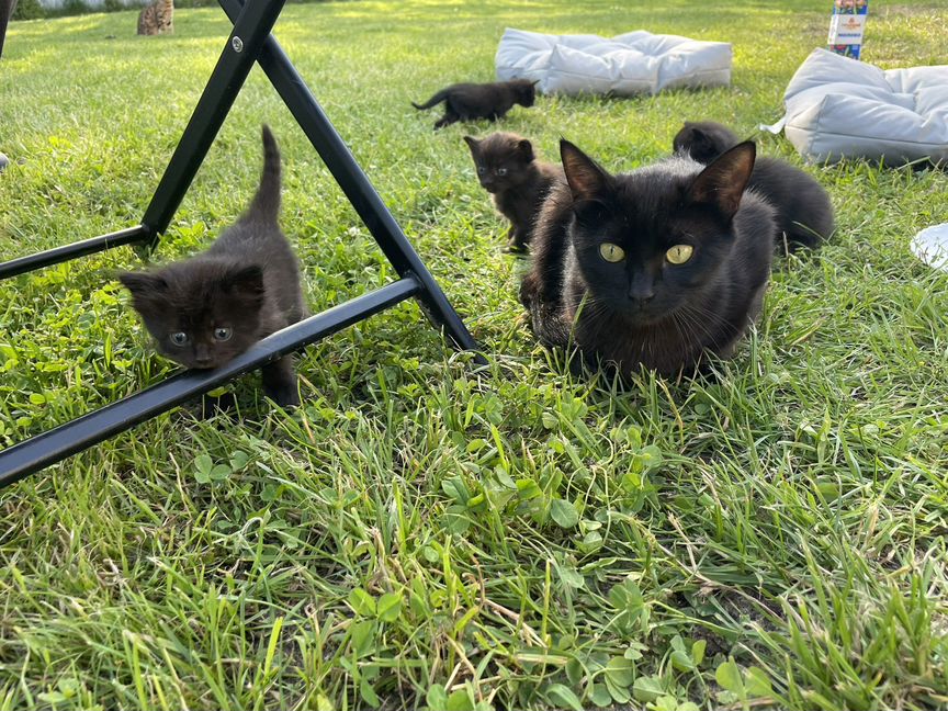Котята в добрые руки бесплатно