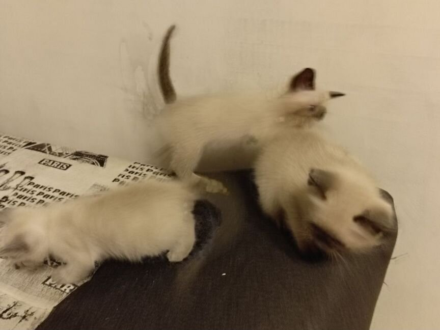Продам тайских котят