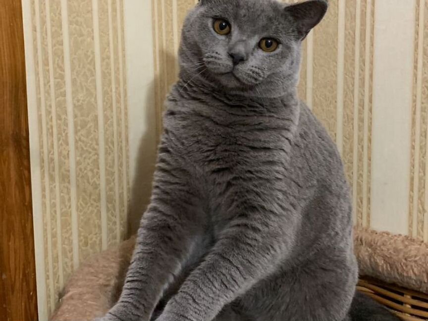 Британский котёнок