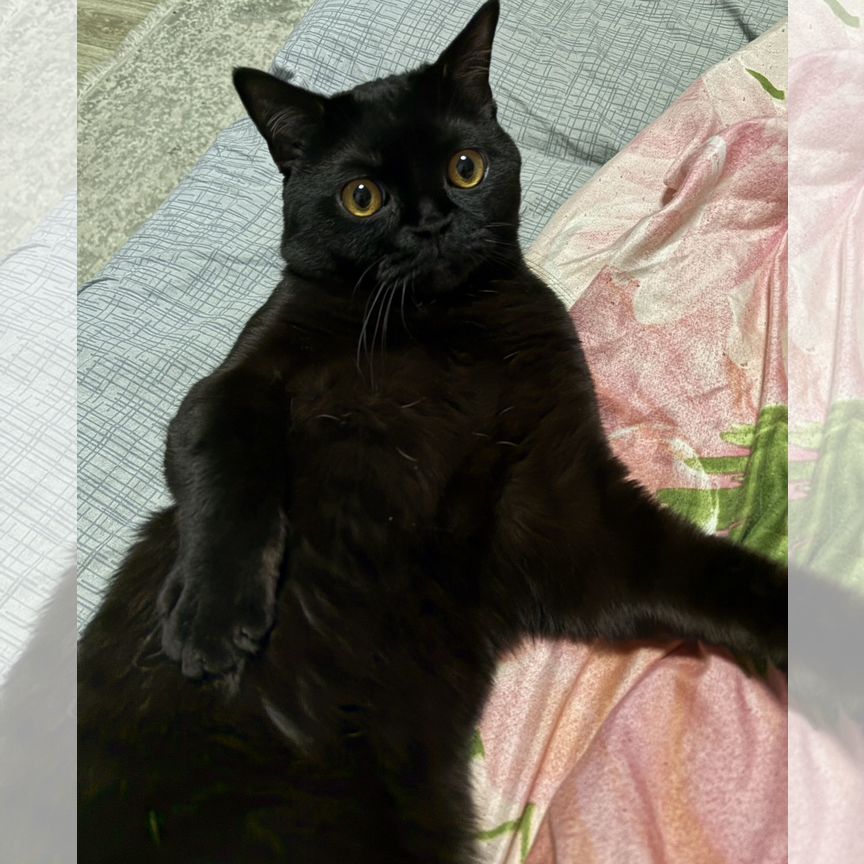 Взрослый кот в добрые руки