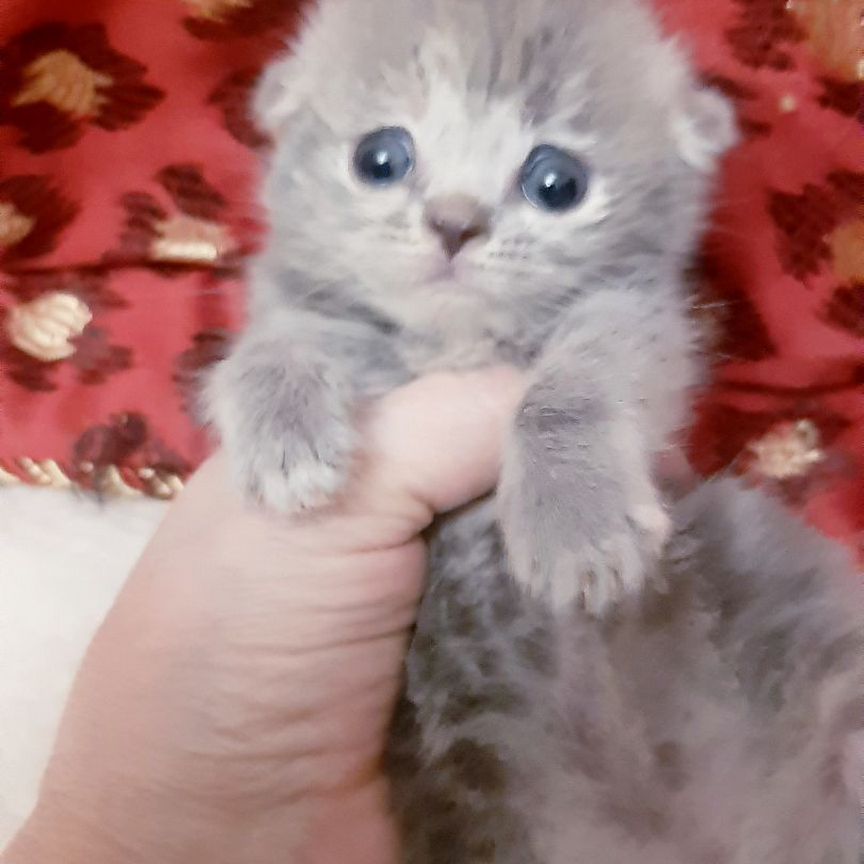 Шотландская кошечка