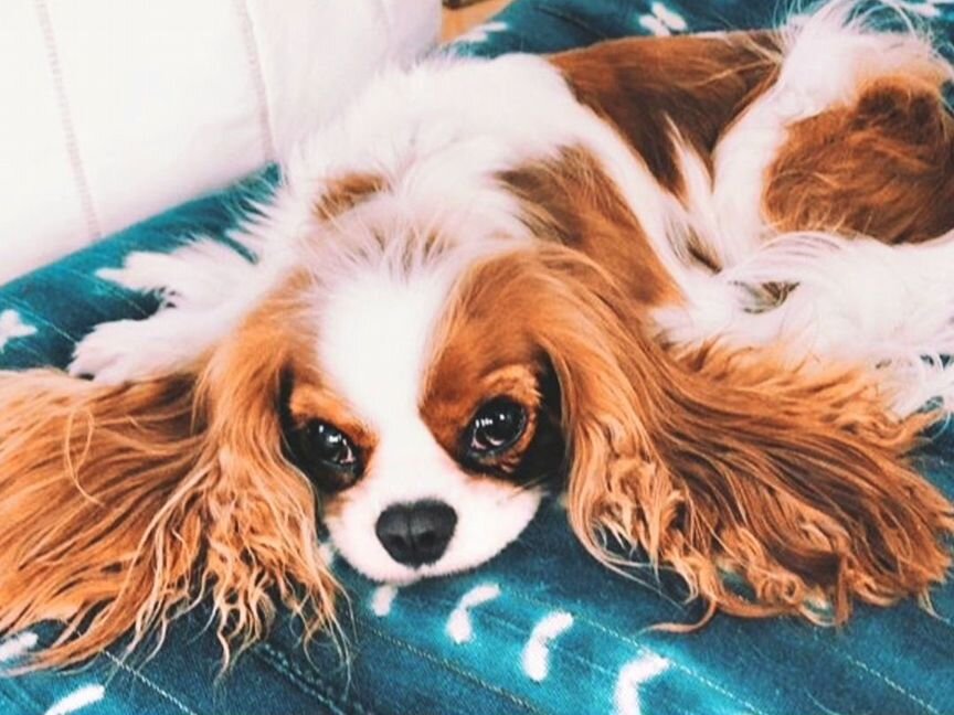 Шикарная девочка Кавалер Кинг Чарльз Спаниель