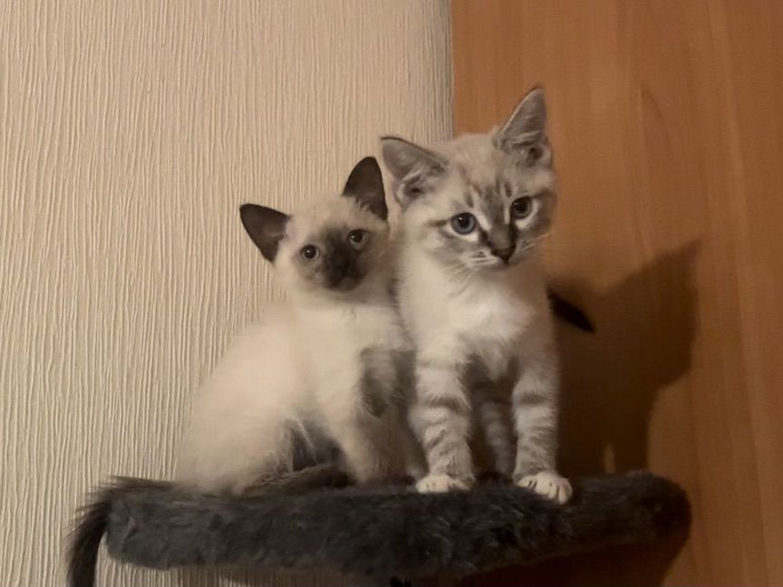 Тайские котята