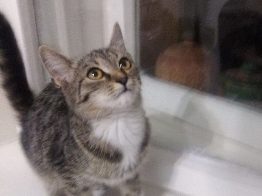 Котенок девочка 3мес