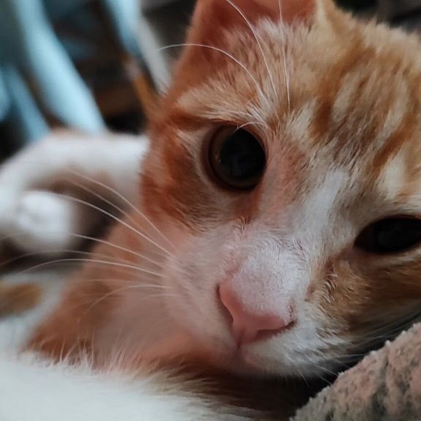 Котенок-бомжонок