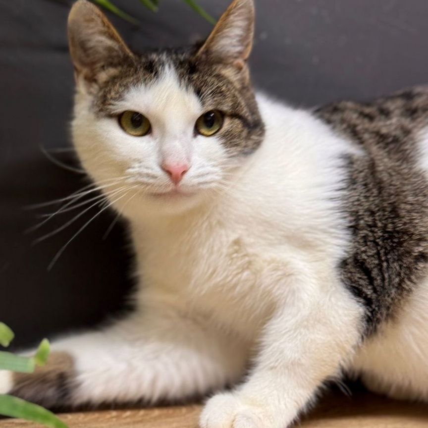 Котик 7 мес ищет семью