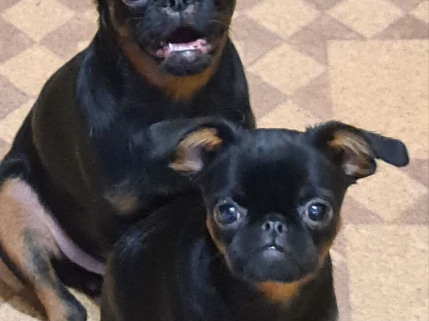 Пти брабансон красавчик