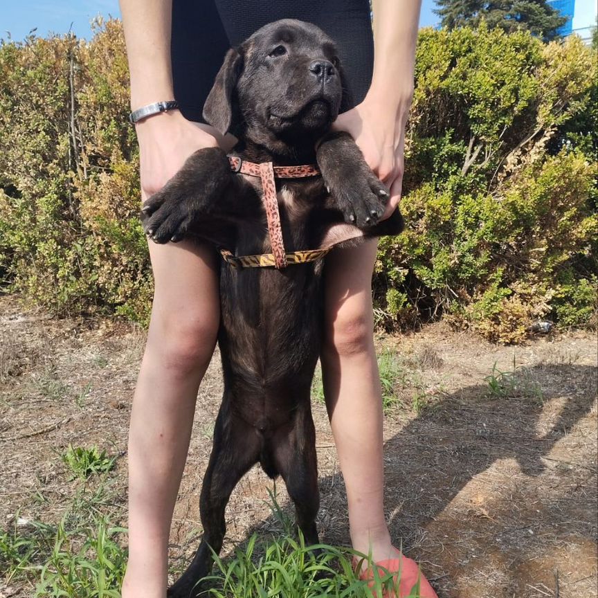 Щенки Кане Корсо