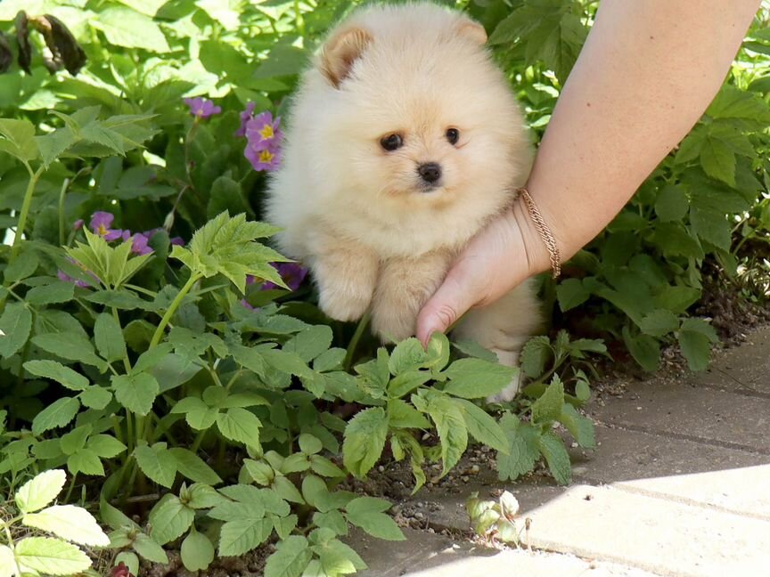 Гарик. Курносик шпица с доcтавкой и видео