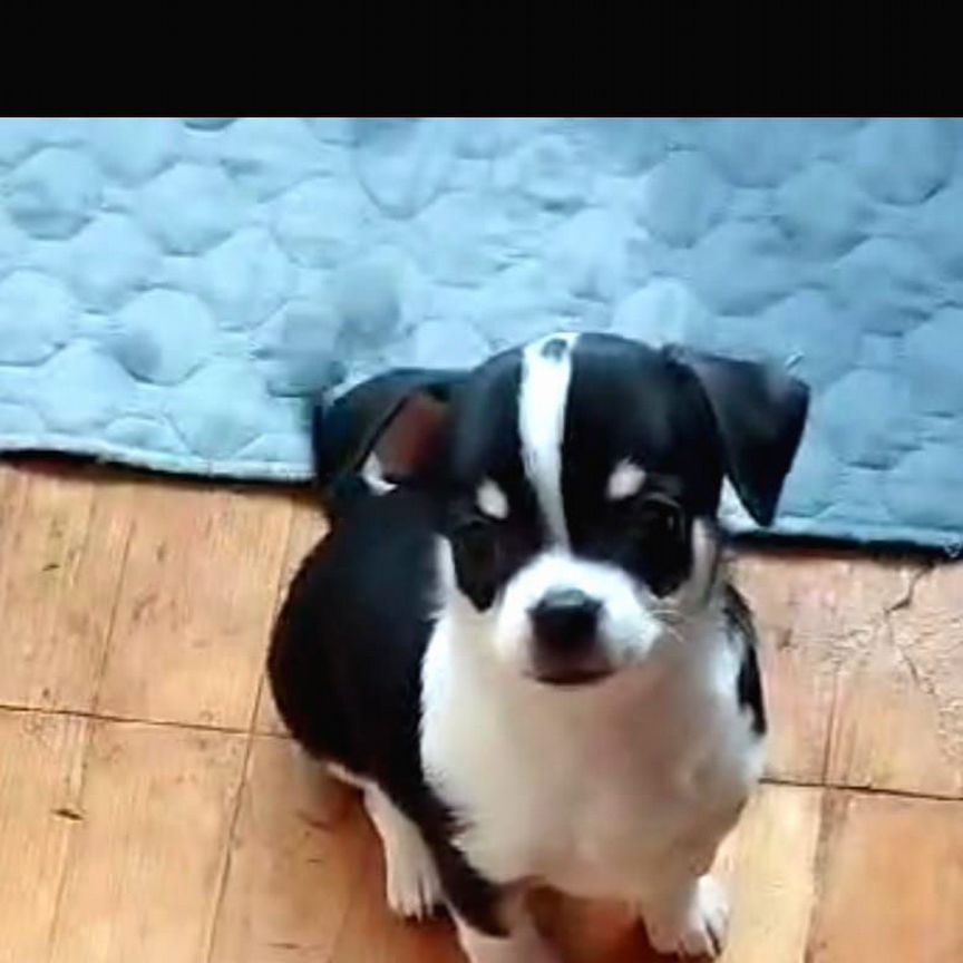 Малыши карандаши