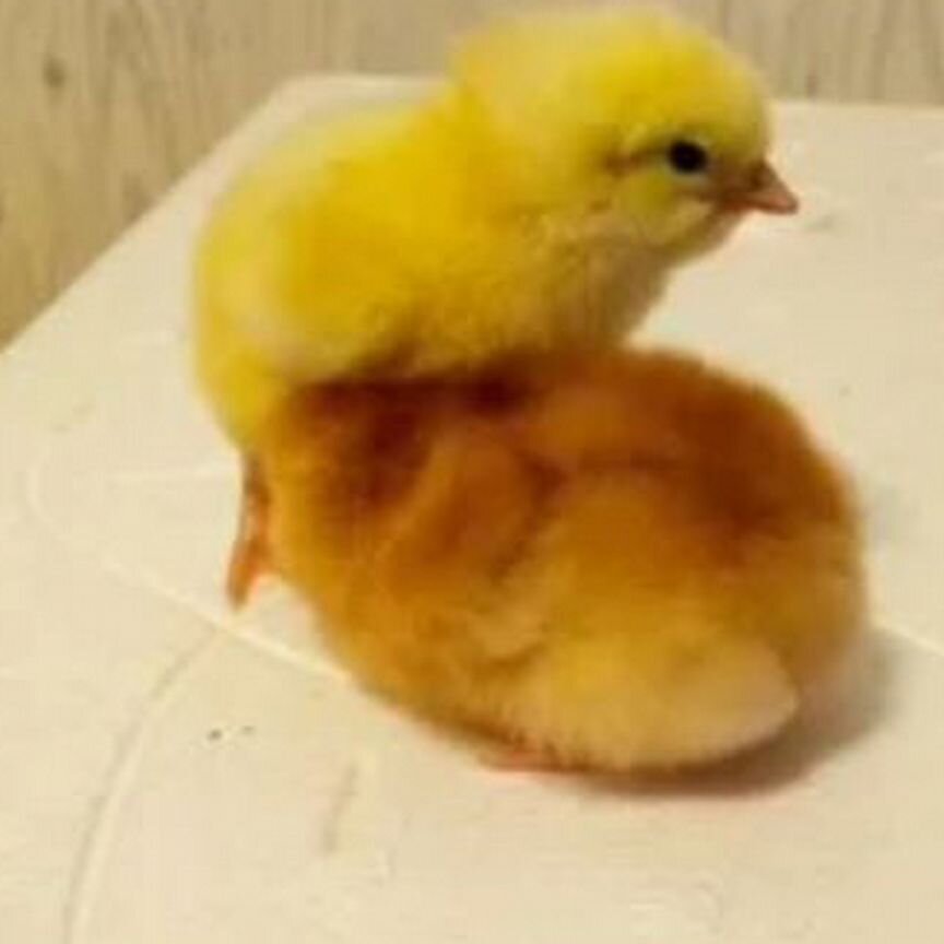 Цыпленок