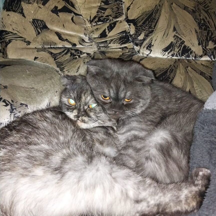 Шотландская вислоухая кошка бесплатно
