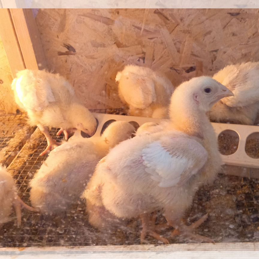 Цыплята бройлеры росс 308 и куры молодки