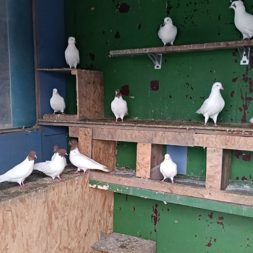 Продажа голубей