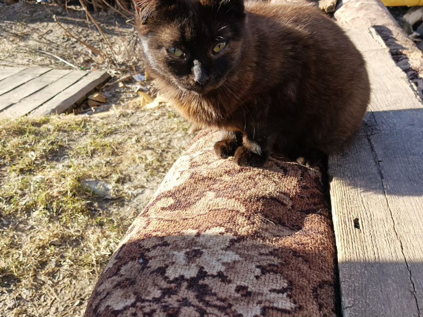 Кошечки очень нуждаются в доме