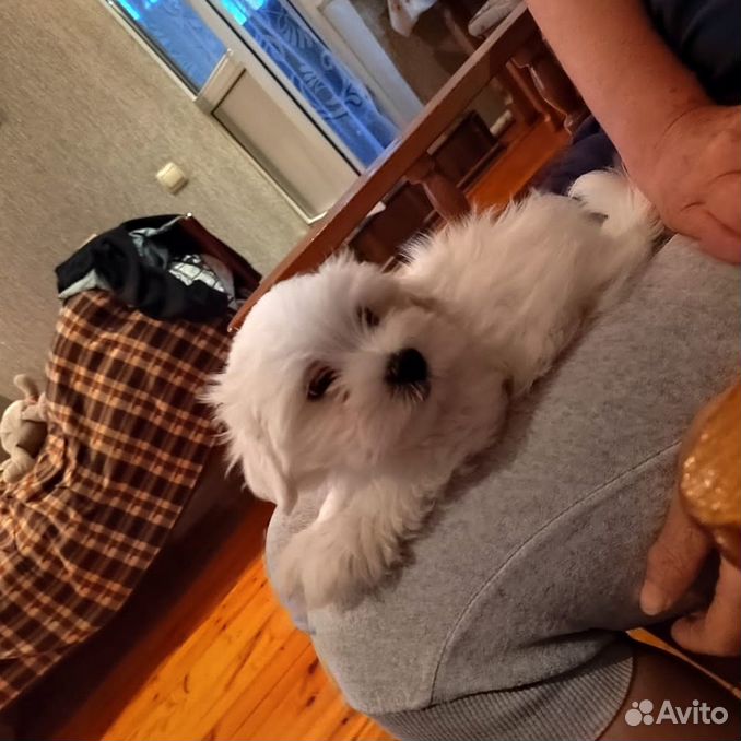 Продаю щенка болонки Мальтезе мальчик