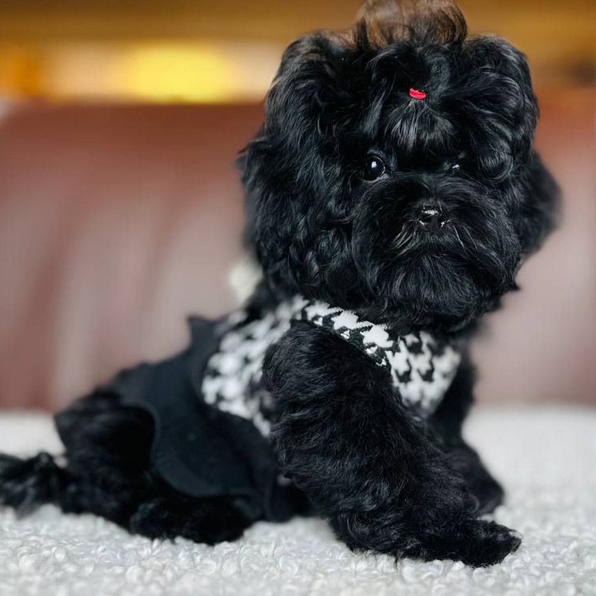 Мальтипу, щенок