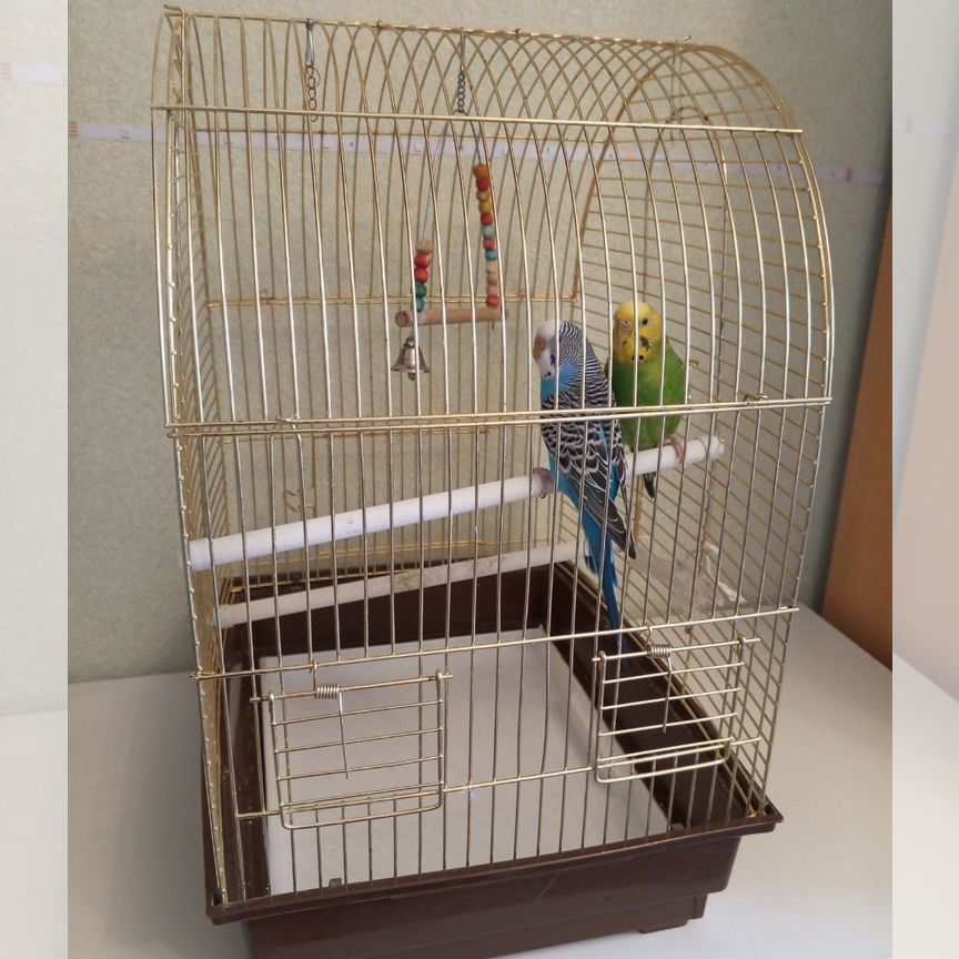 Продам двух волнистых попугайчиков