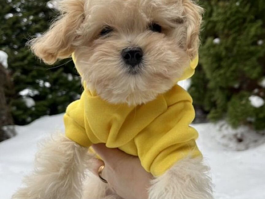 Щенки мальтипу f1