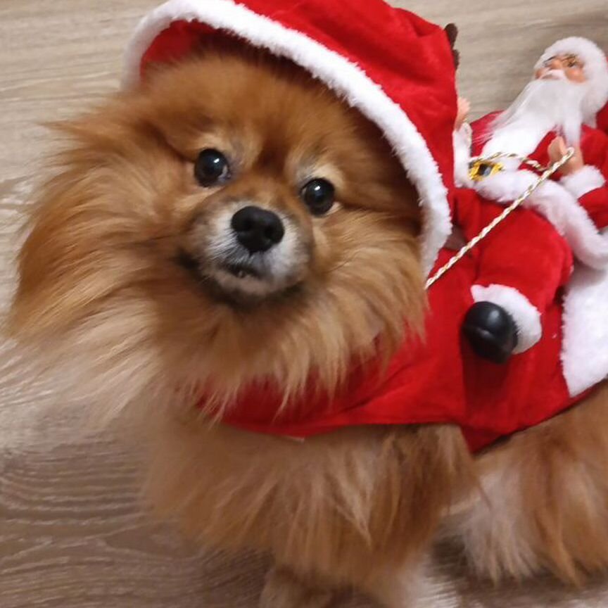 Немецкий шпиц, вязка