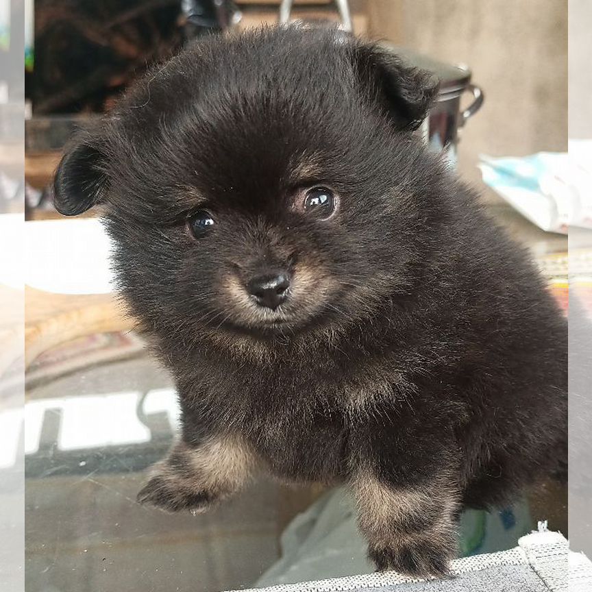 Продам шпица (мальчик) 18000