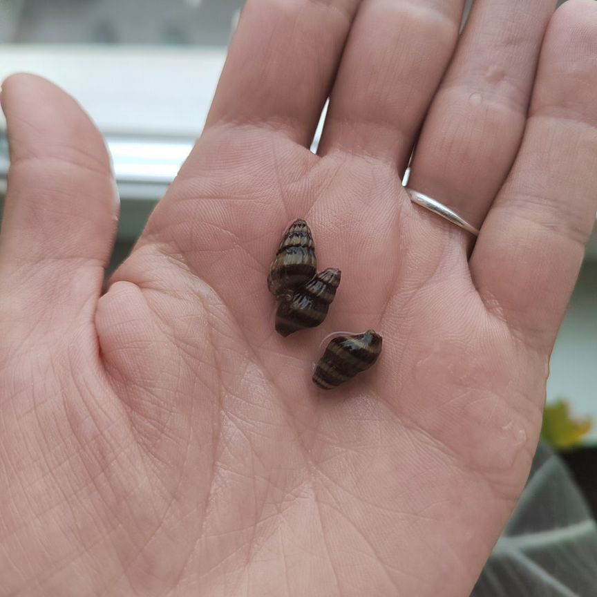 Улитка Хелена хищная