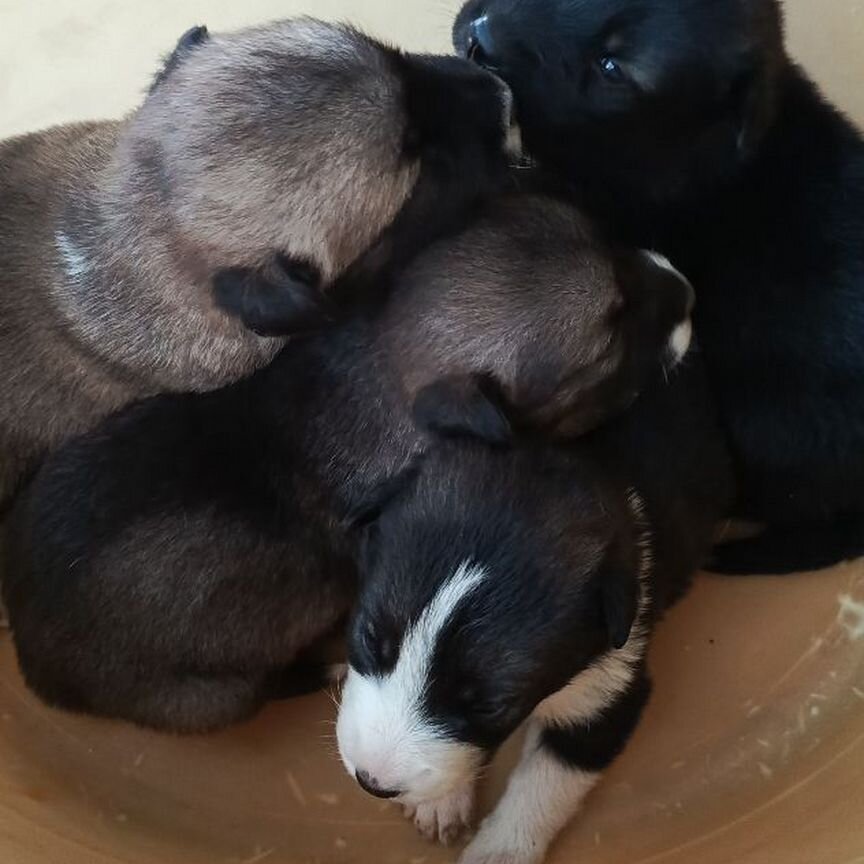 Щенки