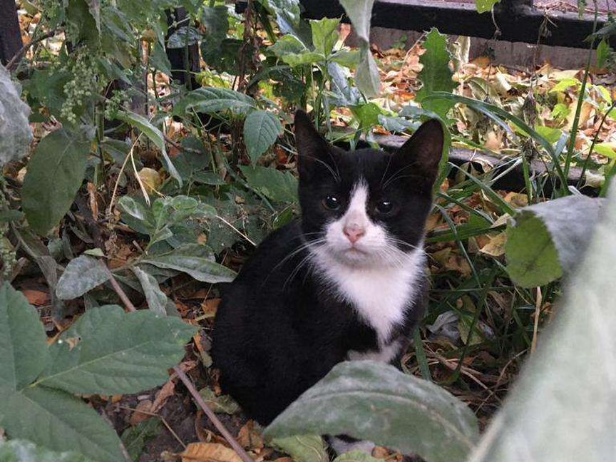 Котята на территории школы