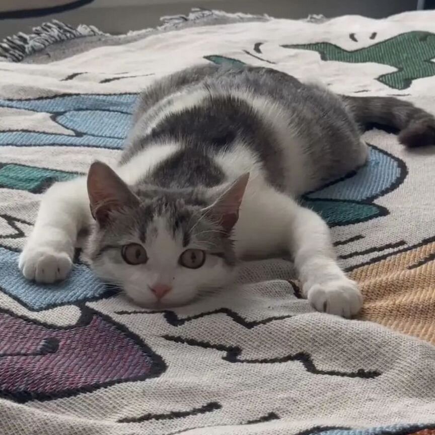 Европейский короткошёрстный котёнок
