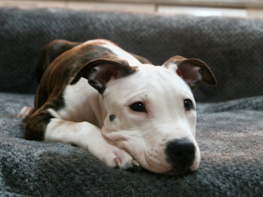 Стаффордширский терьер щенок