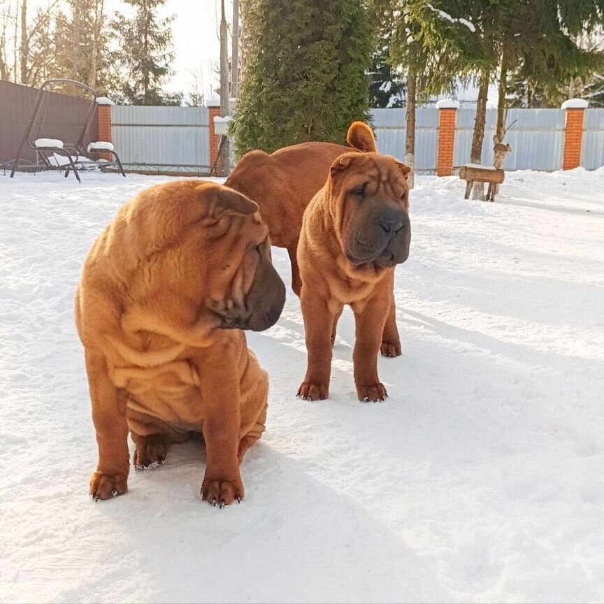 Шар-пей